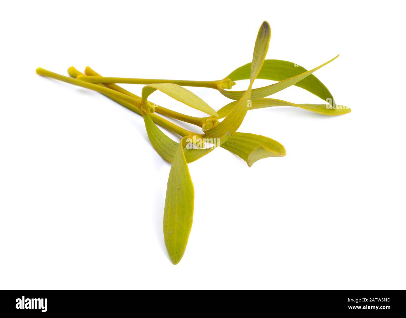 Viscum album, commonly known as European mistletoe, common mistletoe or ...