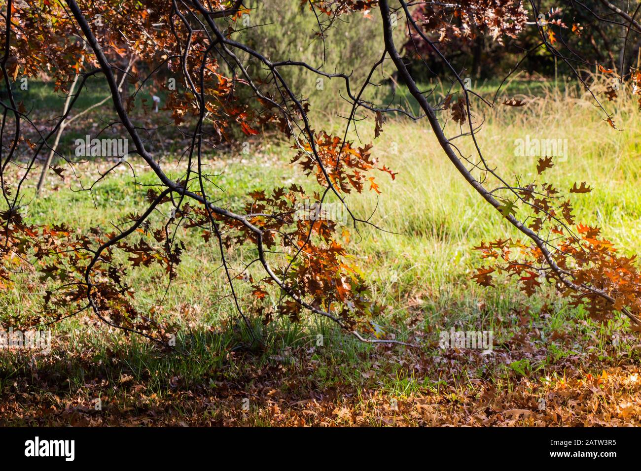 Autumn tree leaves texture background. leaf background texture Stock ...