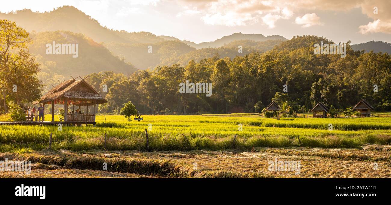 Rice paddy bamboo hut hi-res stock photography and images - Alamy