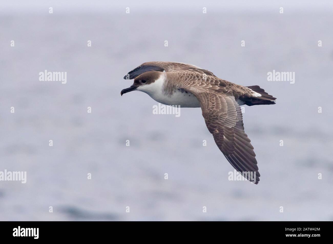 Great Shearwater (Ardenna gravis), side view of an individual in flight ...