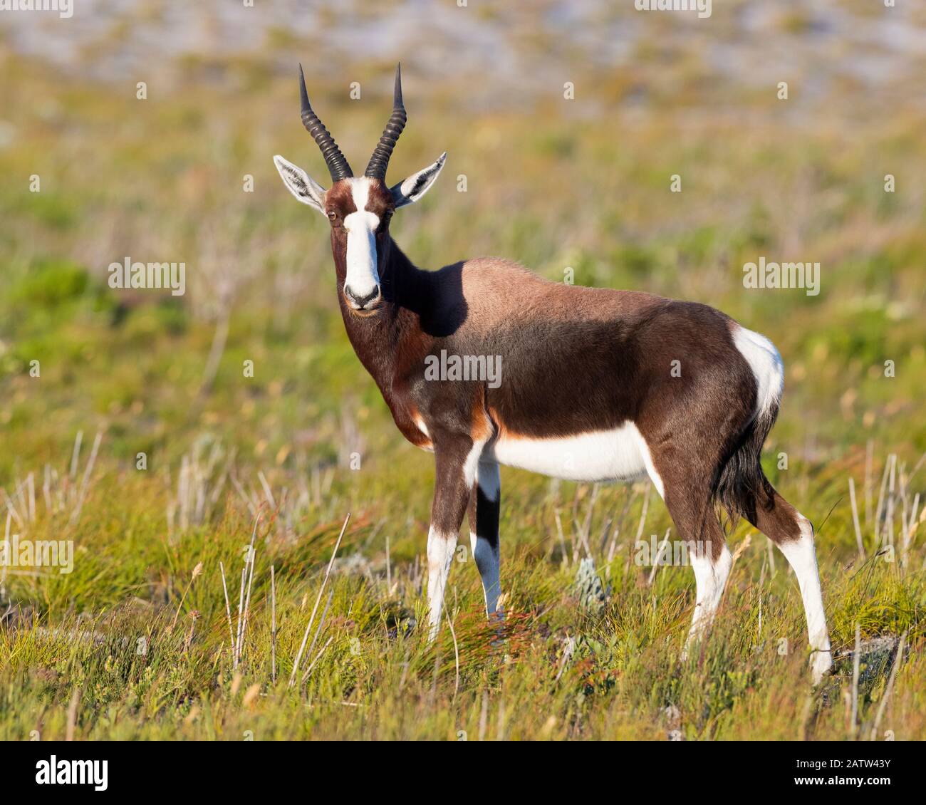 Bontebok Fighting