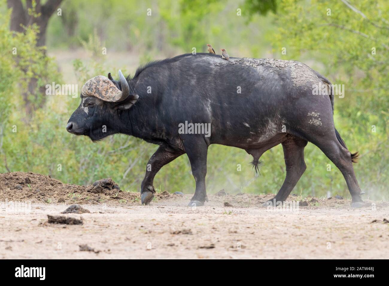 African Buffalo (Syncerus caffer), adult male walking, Mpumalanga ...
