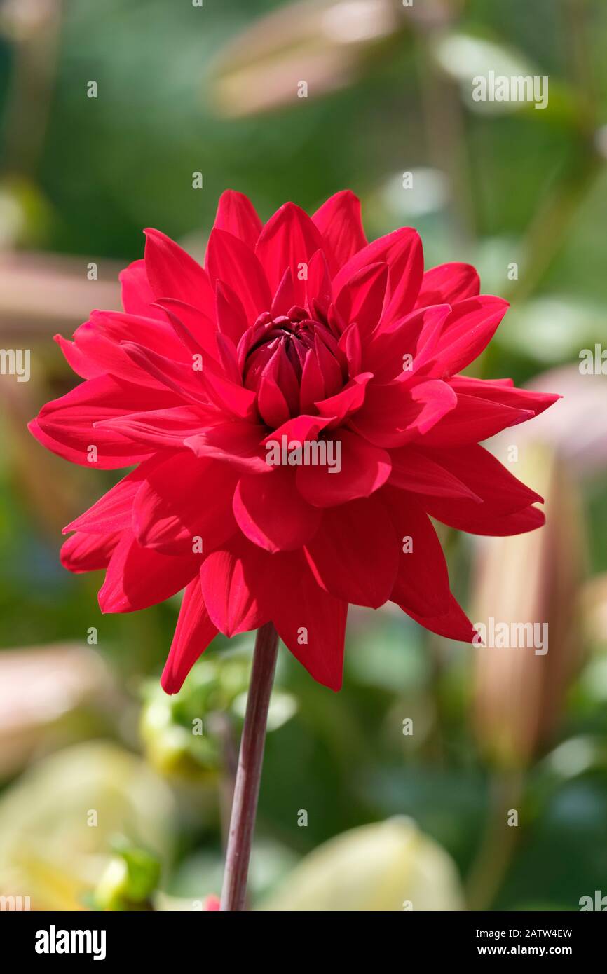 Dahlia sunset hi-res stock photography and images - Alamy