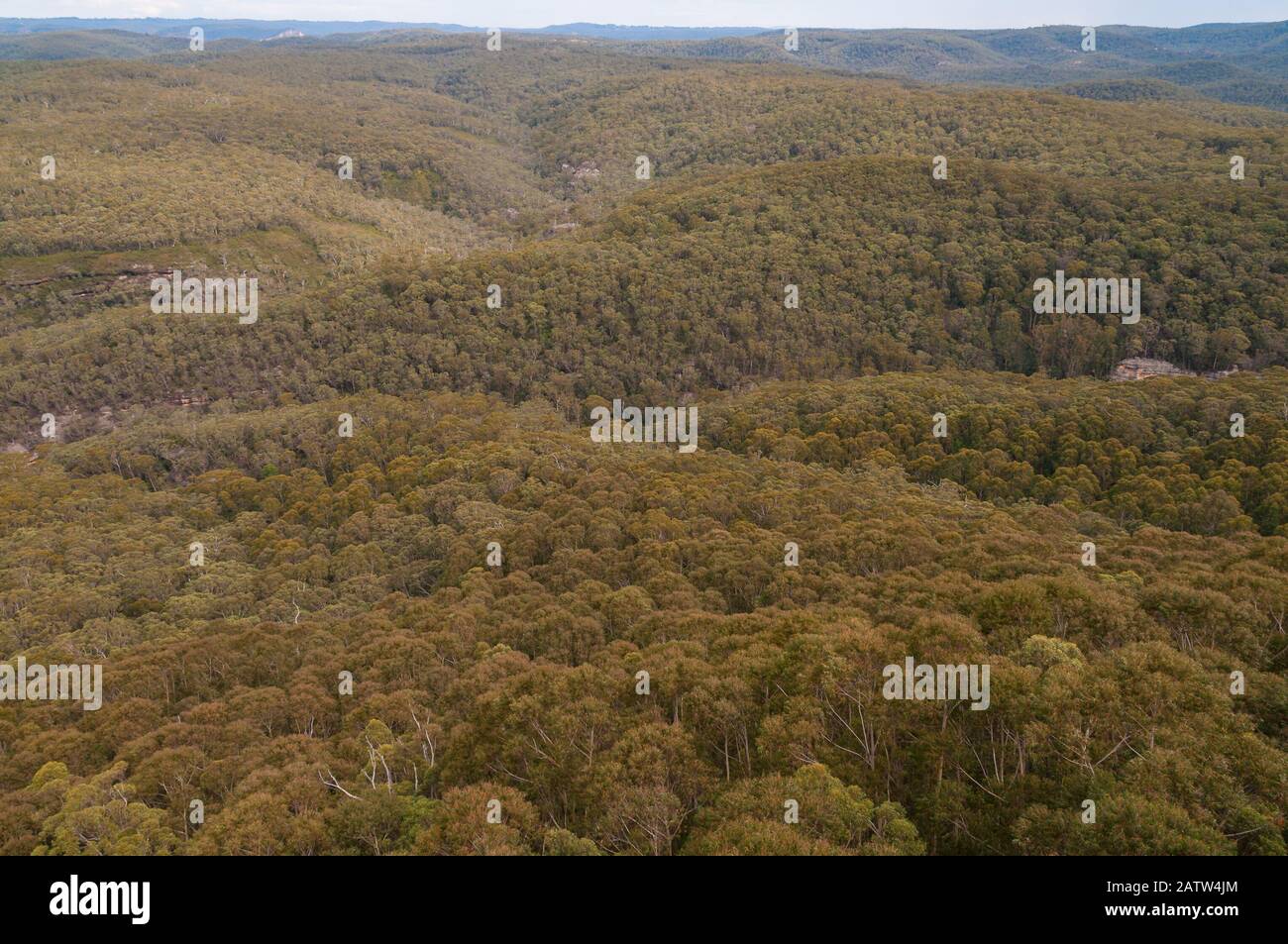 Aerial view of vast eucalyptus forest. Nature background Stock Photo - Alamy