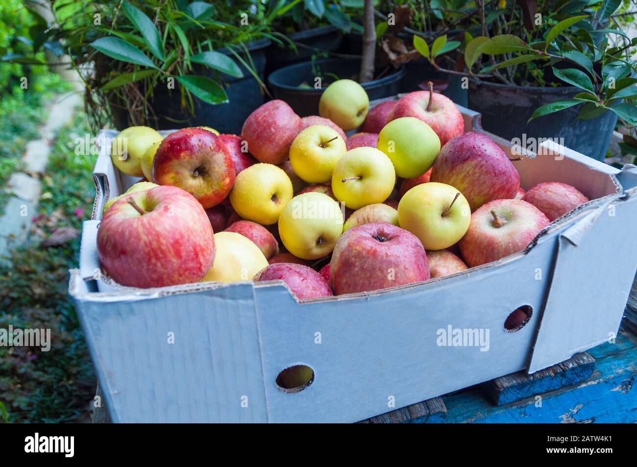 Box of mixed apples on the ground. Fruit background Stock Photo - Alamy