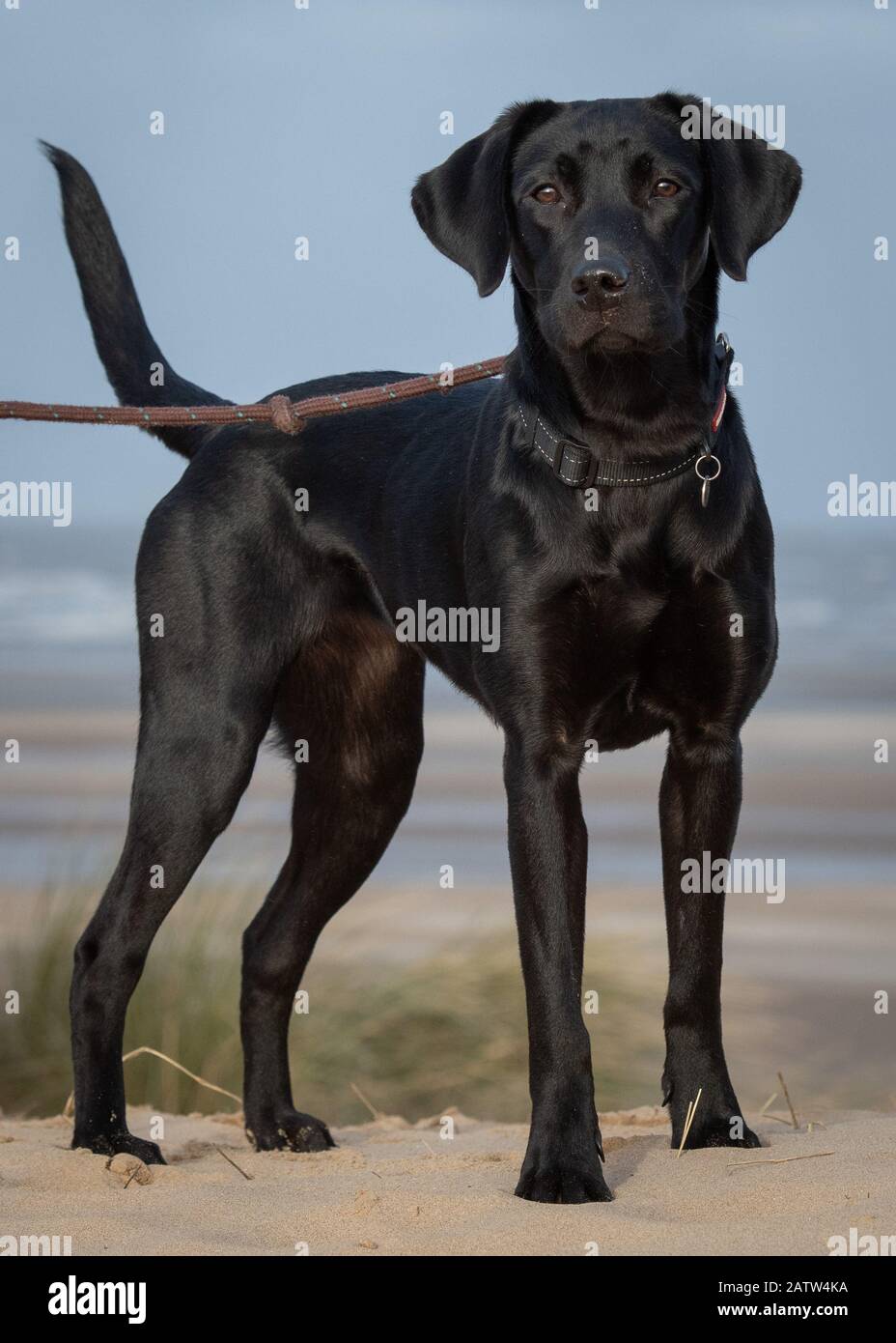 Black lab puppy playing with tennis ball hi-res stock photography and ...