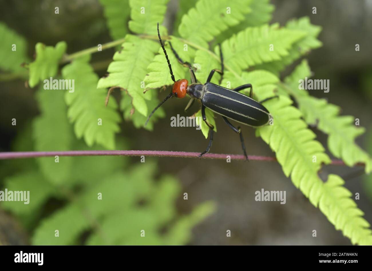 Portrait insect stands on hi-res stock photography and images - Alamy