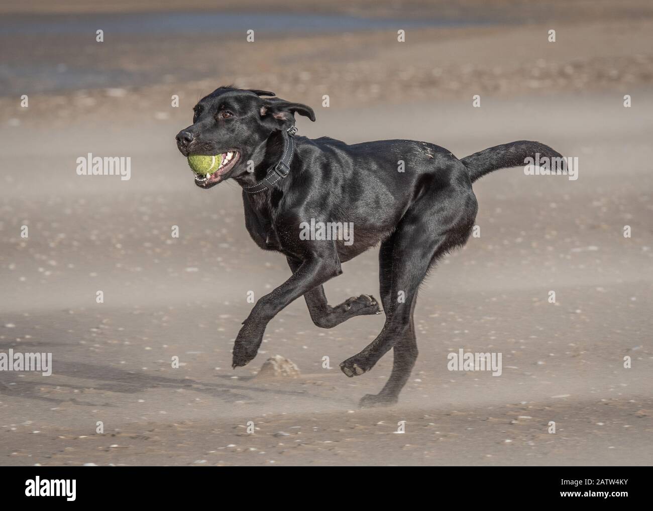Black lab puppy playing with tennis ball hi-res stock photography and ...