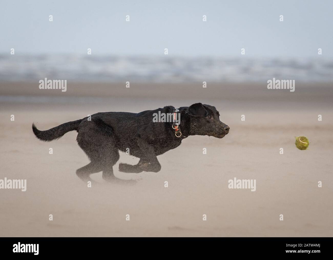 Black labrador with a tennis ball hi-res stock photography and images ...