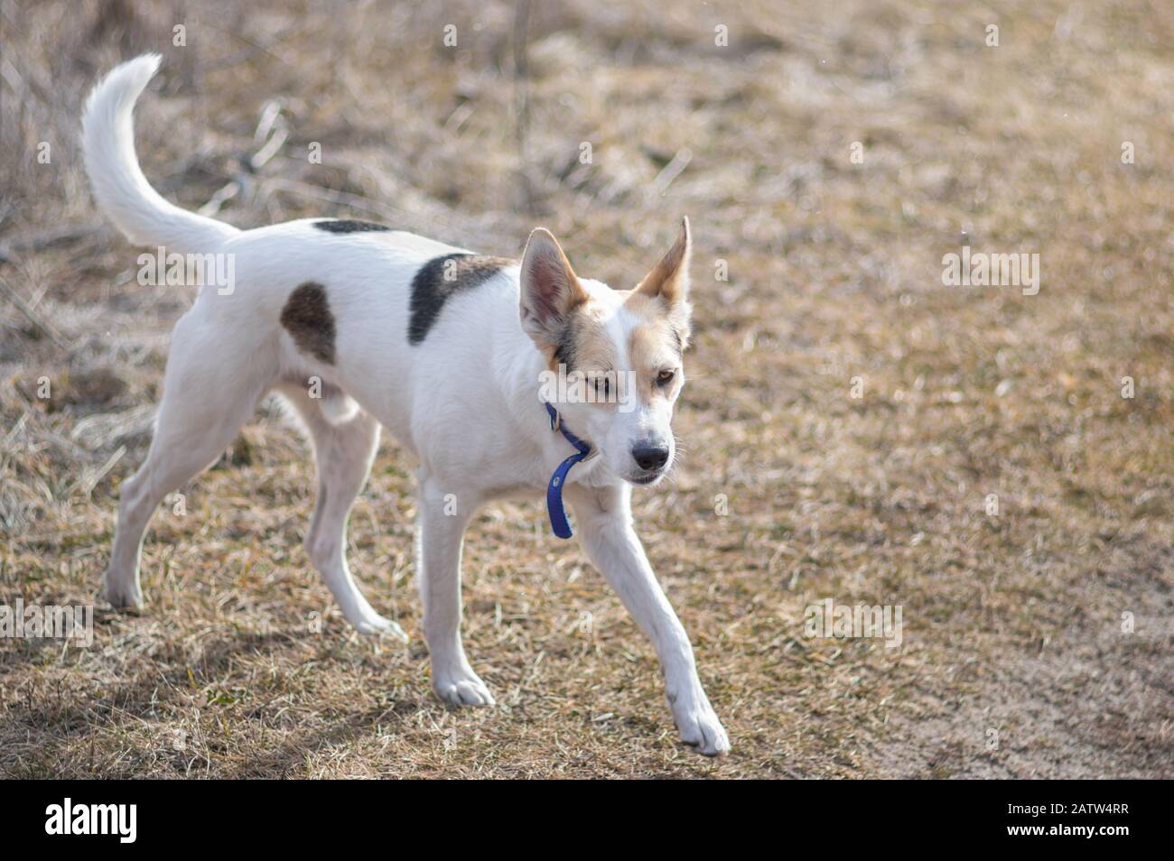 White cross-breed of hunting and northern white dog running in autumnal ...