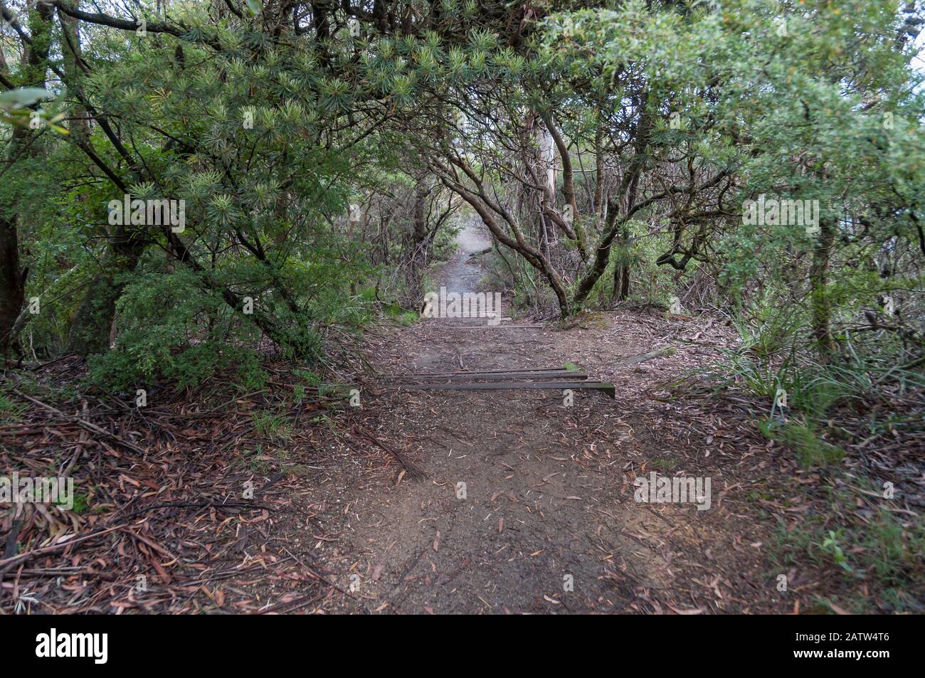 Path, hiking trail in forest in Australia nature background Stock Photo ...