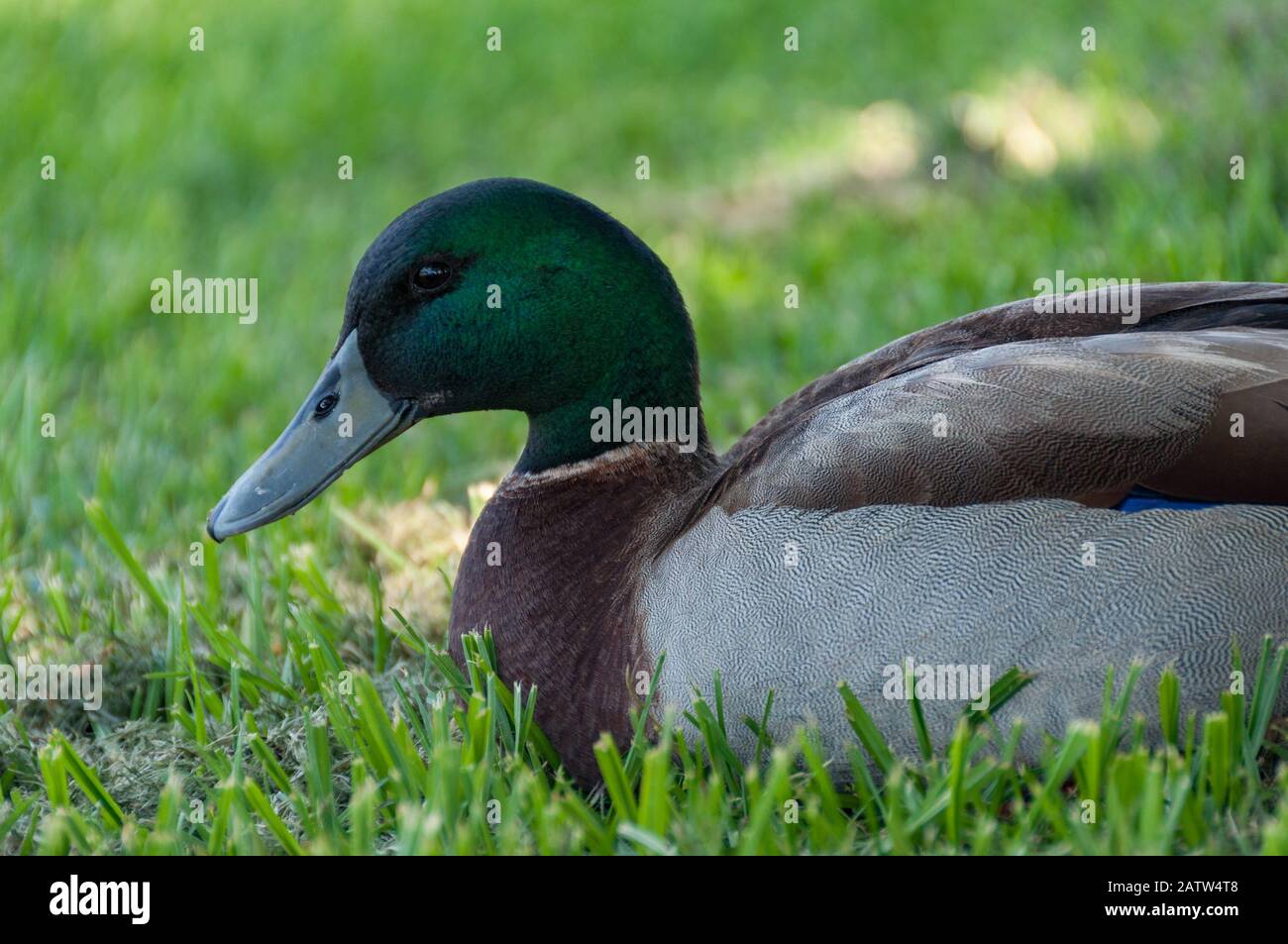 Portrait duck on background hi-res stock photography and images - Alamy