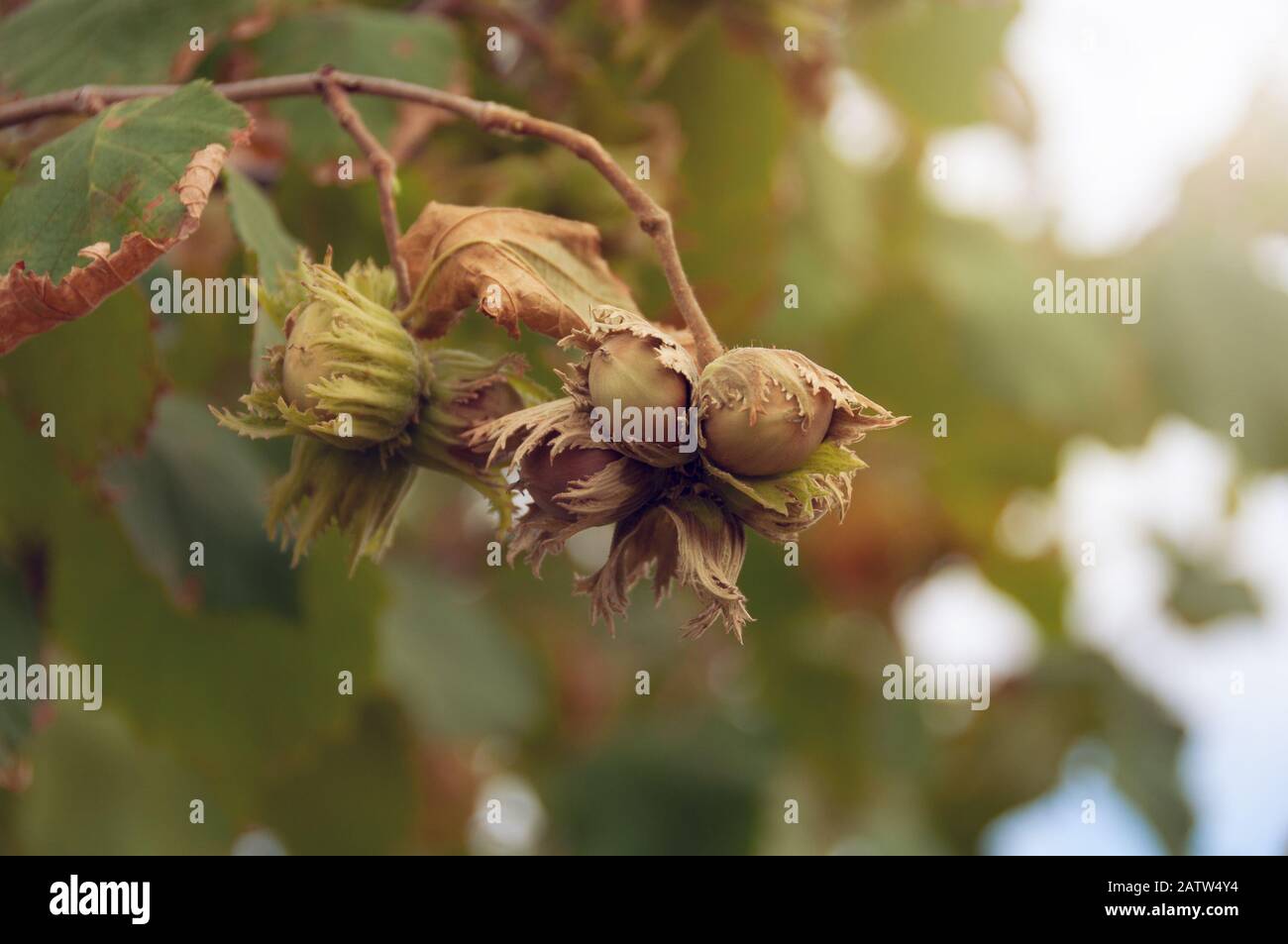 Hazelnut in shell hi-res stock photography and images - Alamy