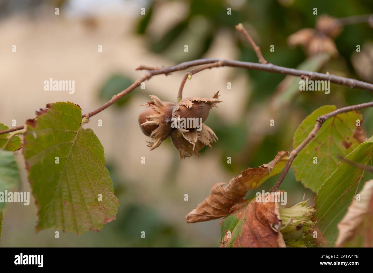 Hazelnuts on a branch of hazelnut tree. Nature background Stock Photo ...