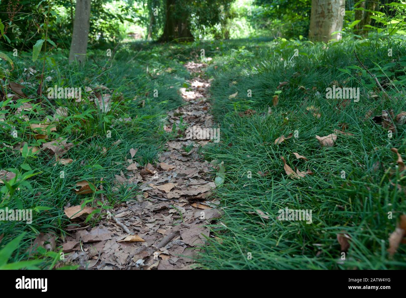 Leaf covered path, hiking trail along green grass. Nature background ...