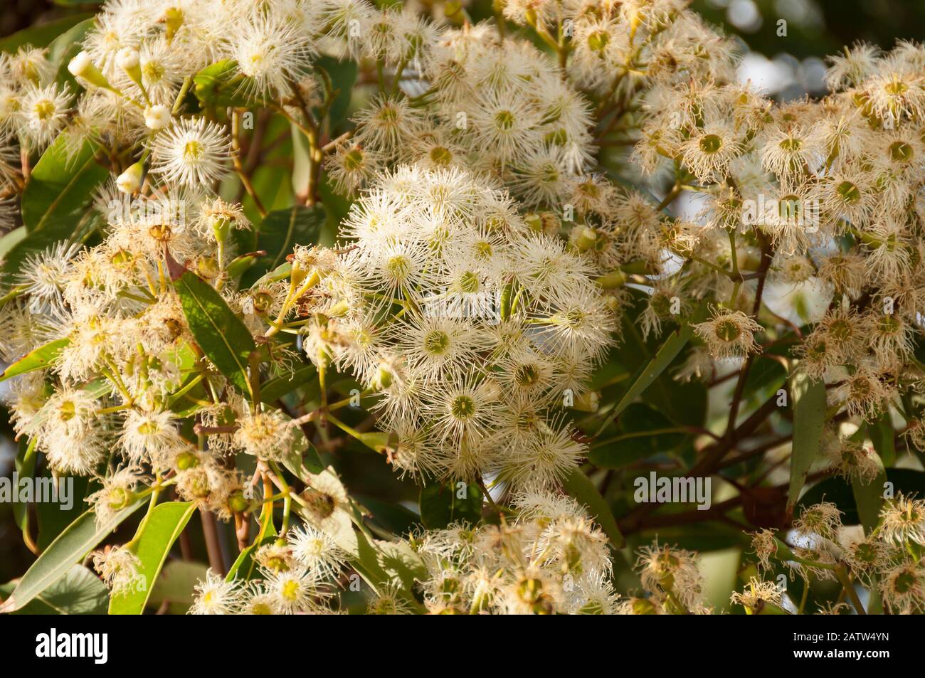 Blooming eucalyptus flowers close up nature background. Australian ...