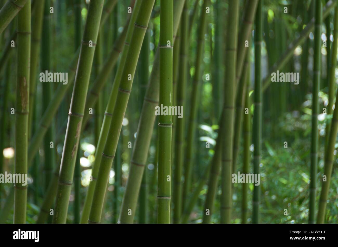 Green bamboo shoots, stems nature zen background, texture Stock Photo ...