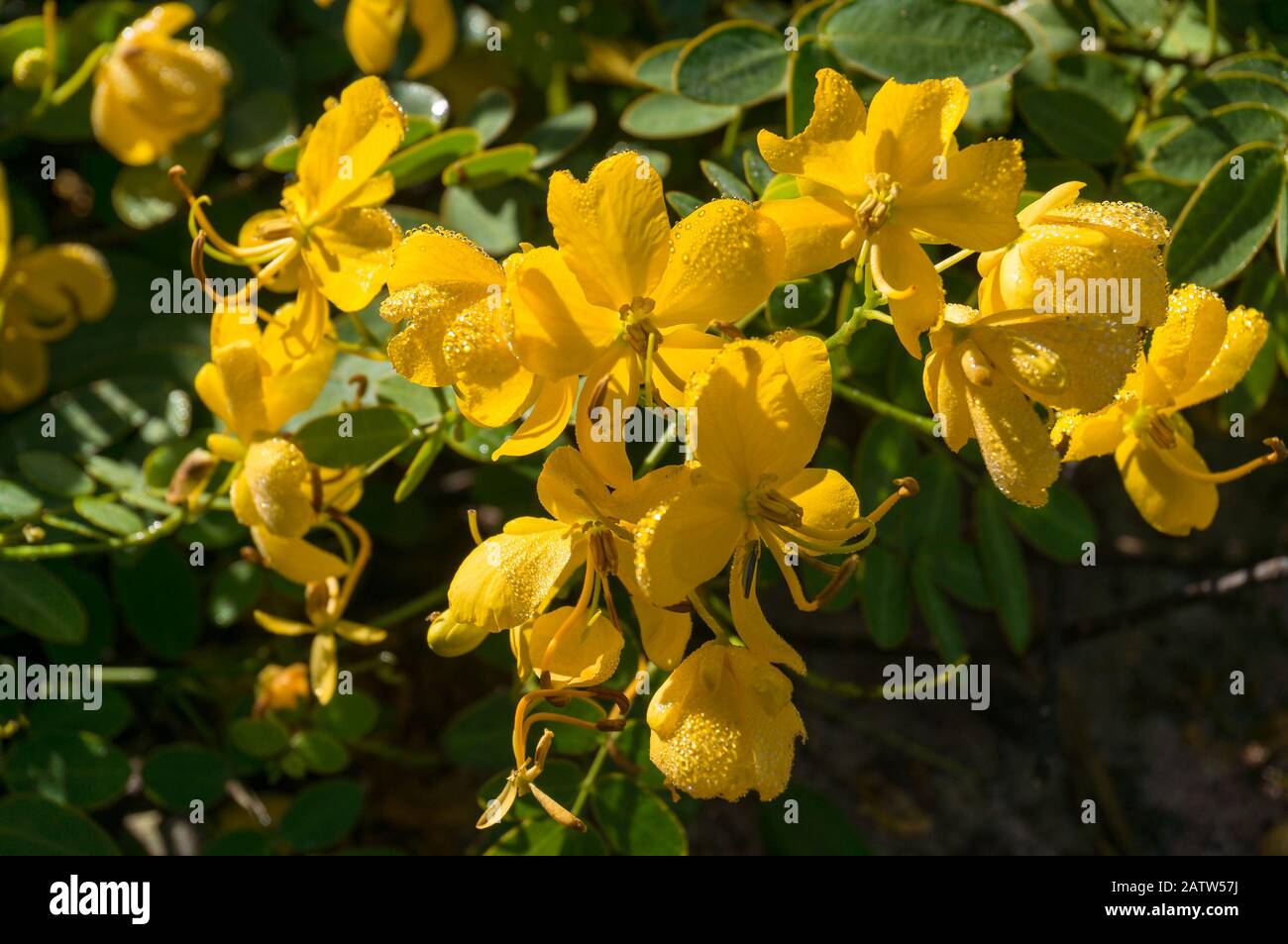 The color bright yellow hi-res stock photography and images - Alamy