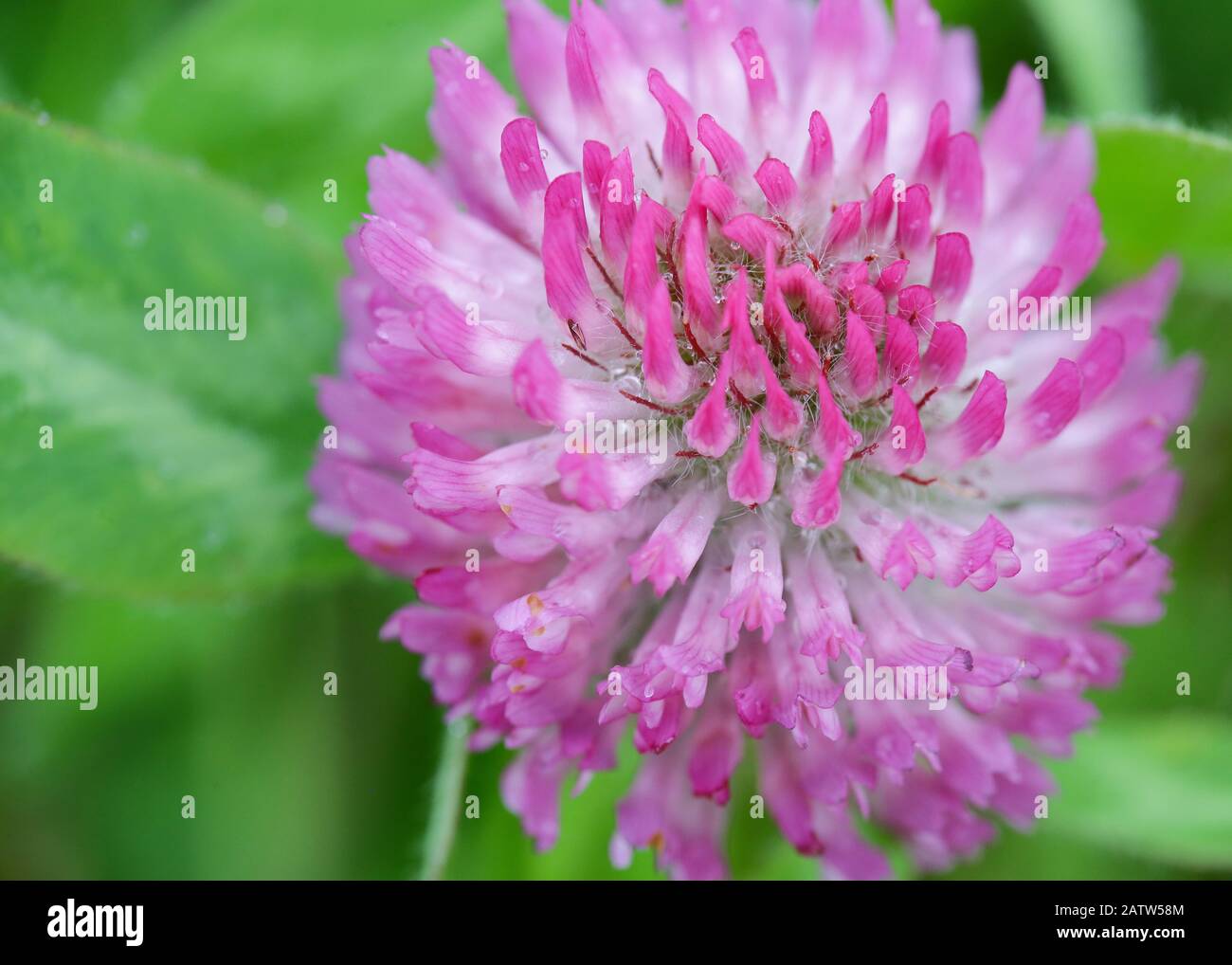 Purple Clover Trifolium Pratense on the green background, macro ...