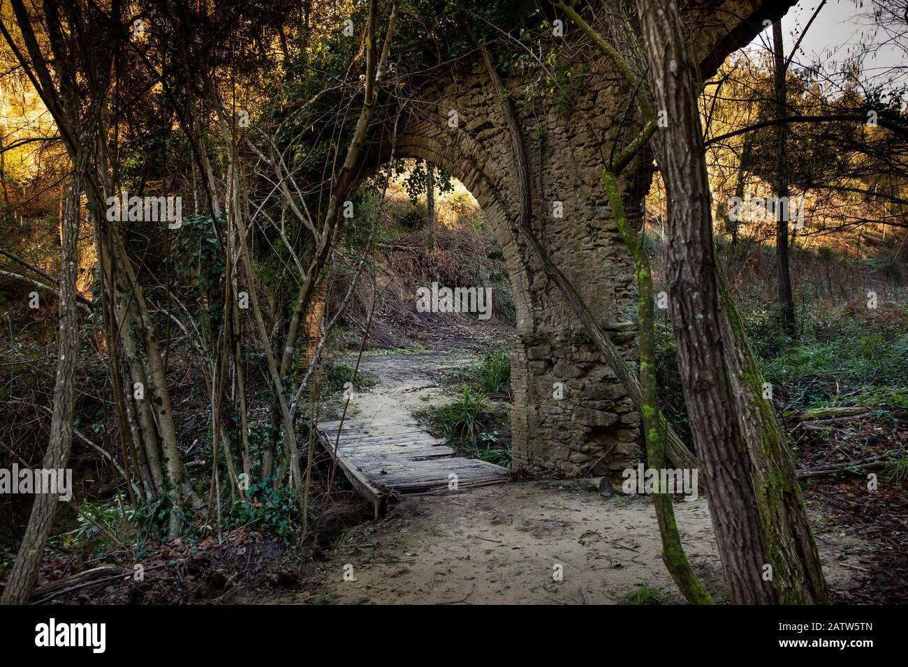 Trekking walk in the woods of Montescudaio in the province of Pisa ...