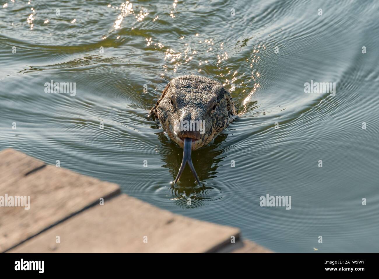 Water monitor lizard swimming in the water. Close up Stock Photo - Alamy