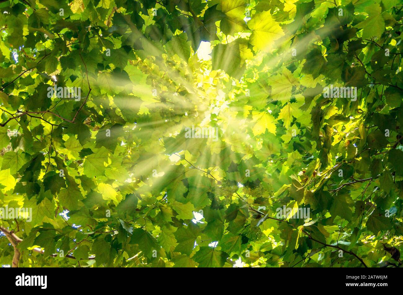 Sun rays shining through green leaves nature background Stock Photo - Alamy