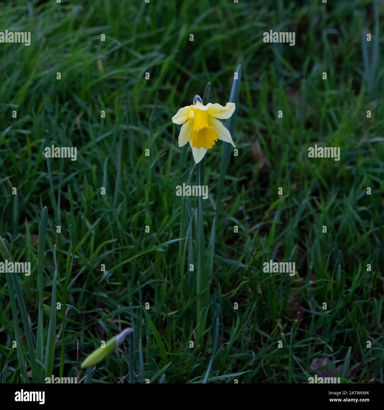 Spring flower daffodils hi-res stock photography and images - Alamy