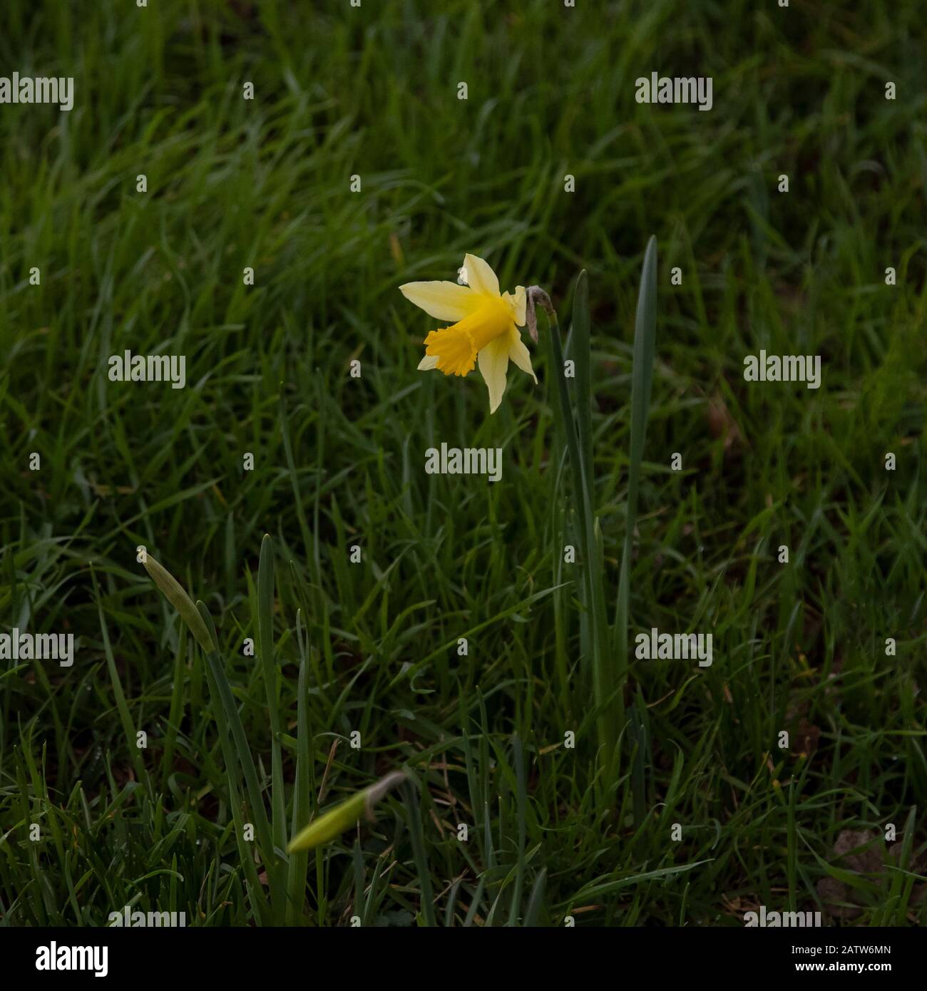Spring flower daffodils hi-res stock photography and images - Alamy