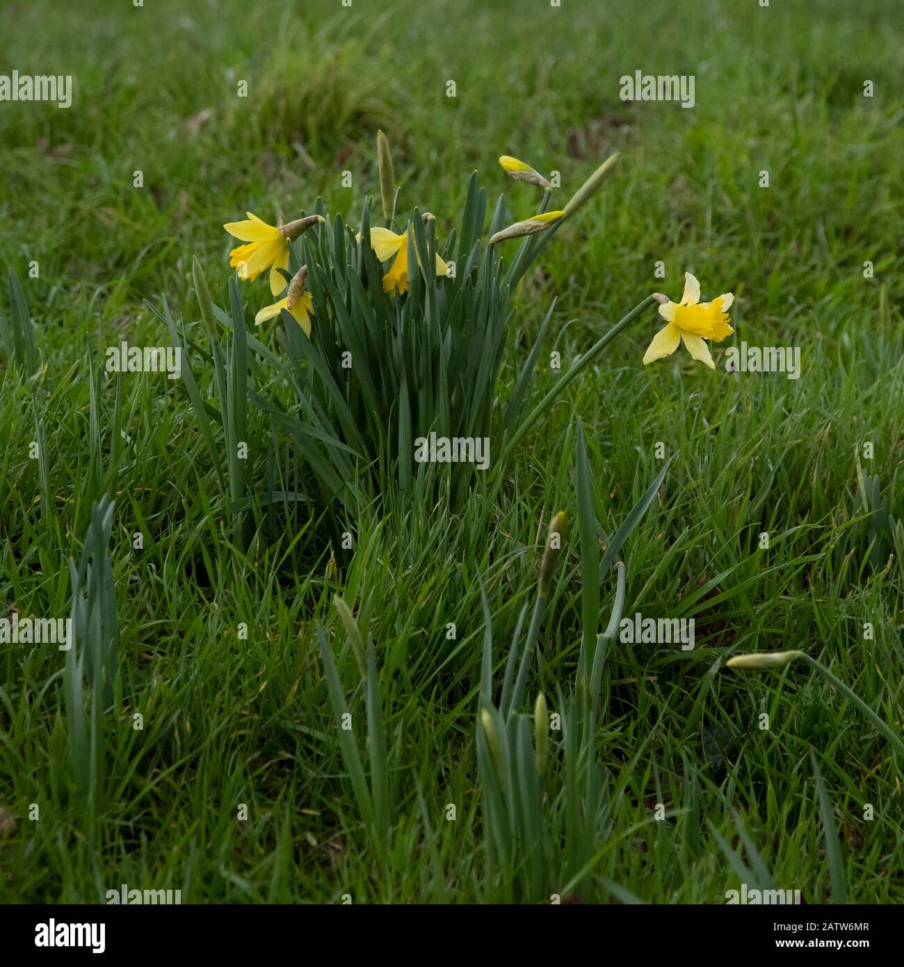 Spring flower daffodils hi-res stock photography and images - Alamy