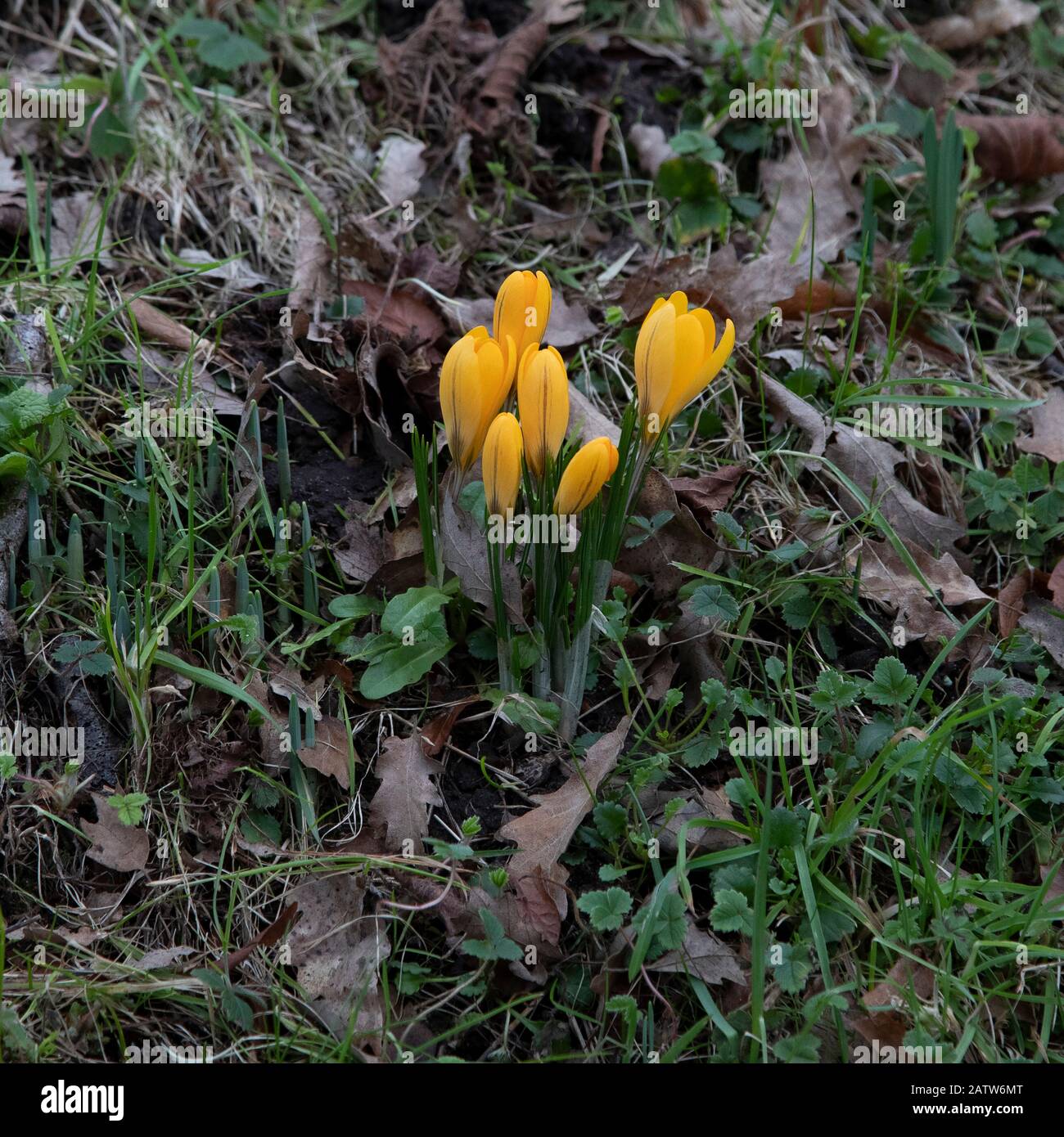 Yellow croci hi-res stock photography and images - Alamy
