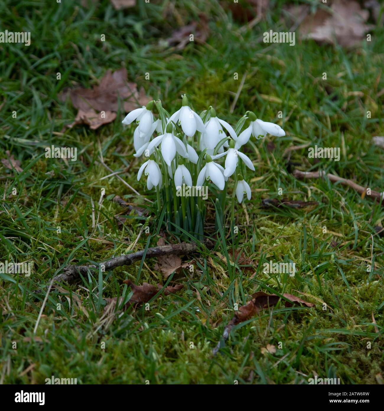Snowdrops growing in a field Stock Photo - Alamy