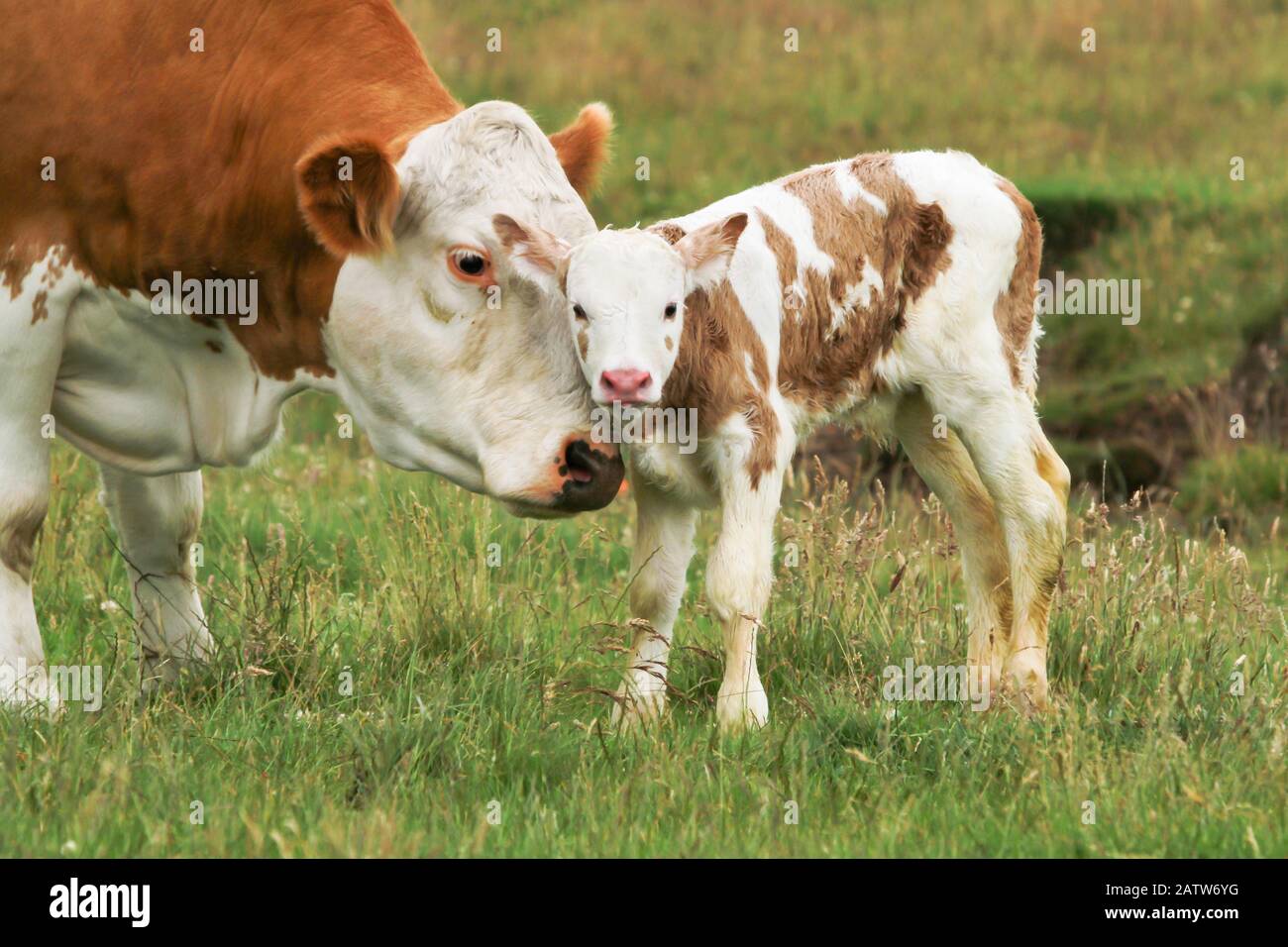 Mother calf animal hi-res stock photography and images - Alamy