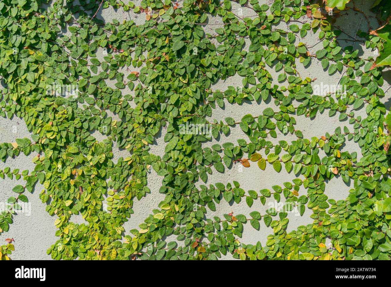 Green leaves nature background. Climbing plant covering the wall Stock ...