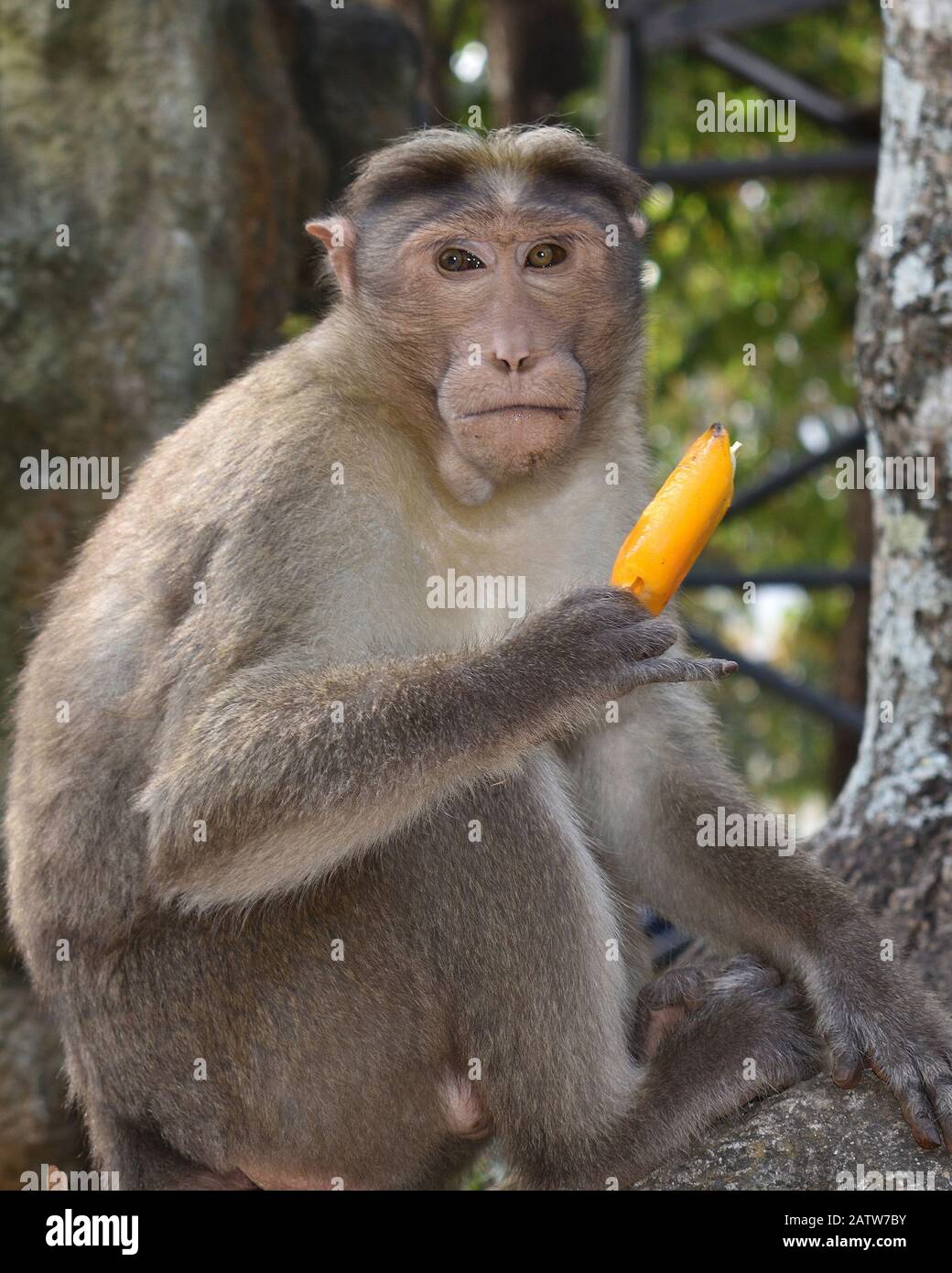 monkey with stolen ice lolly Stock Photo - Alamy