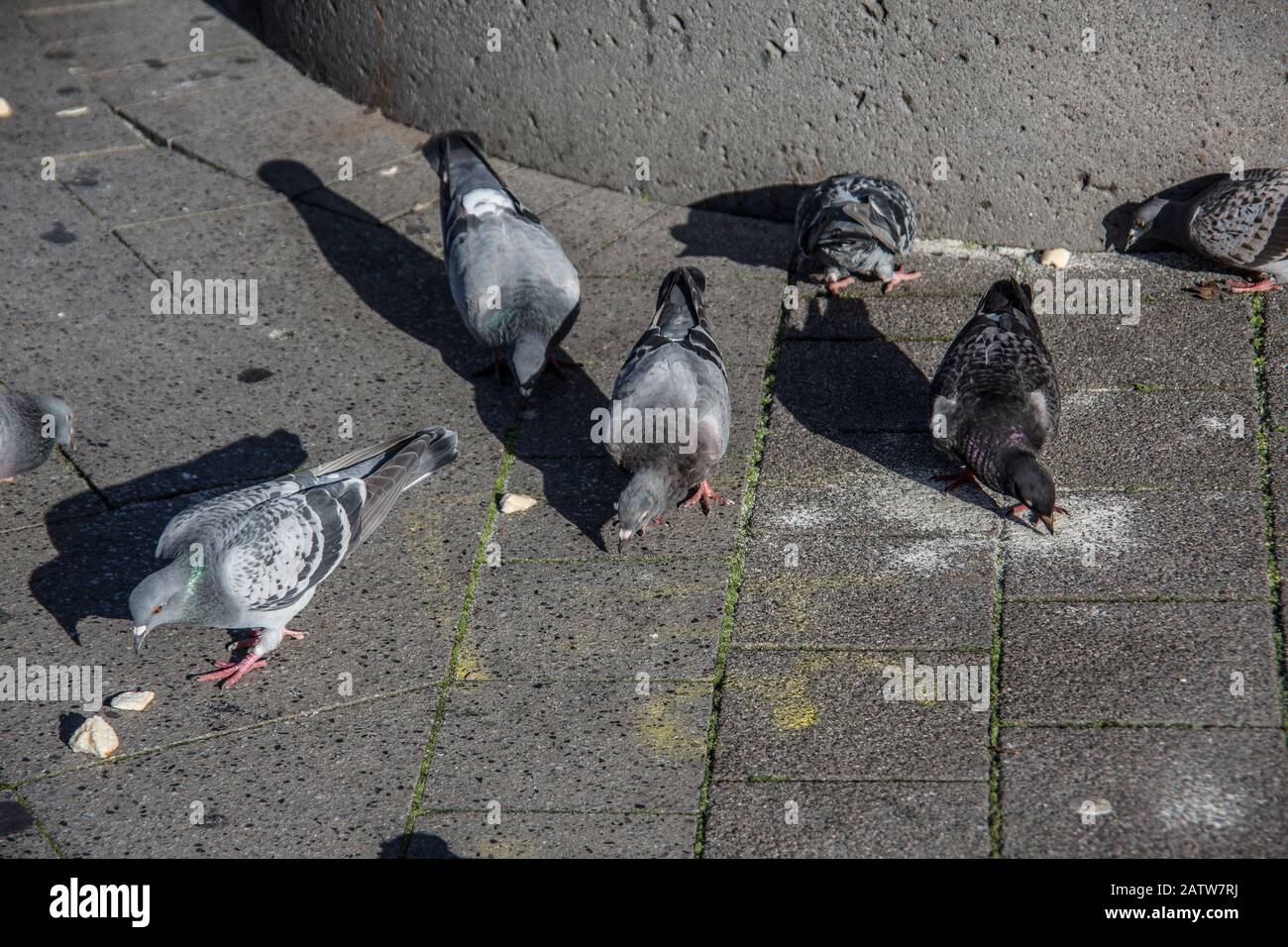 Poultry market roof hi-res stock photography and images - Alamy