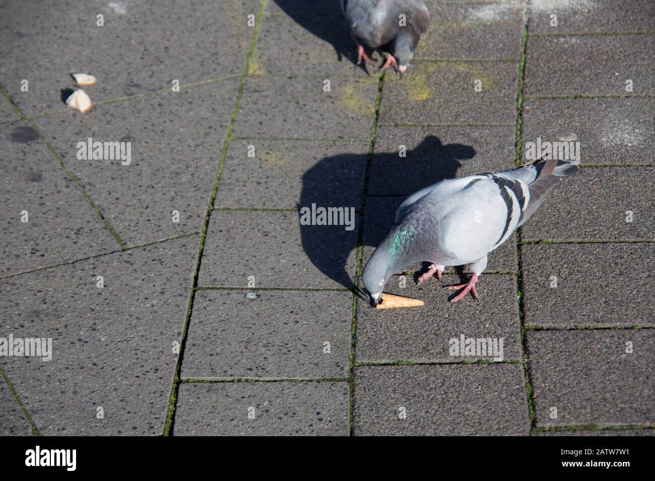 Poultry market roof hi-res stock photography and images - Alamy