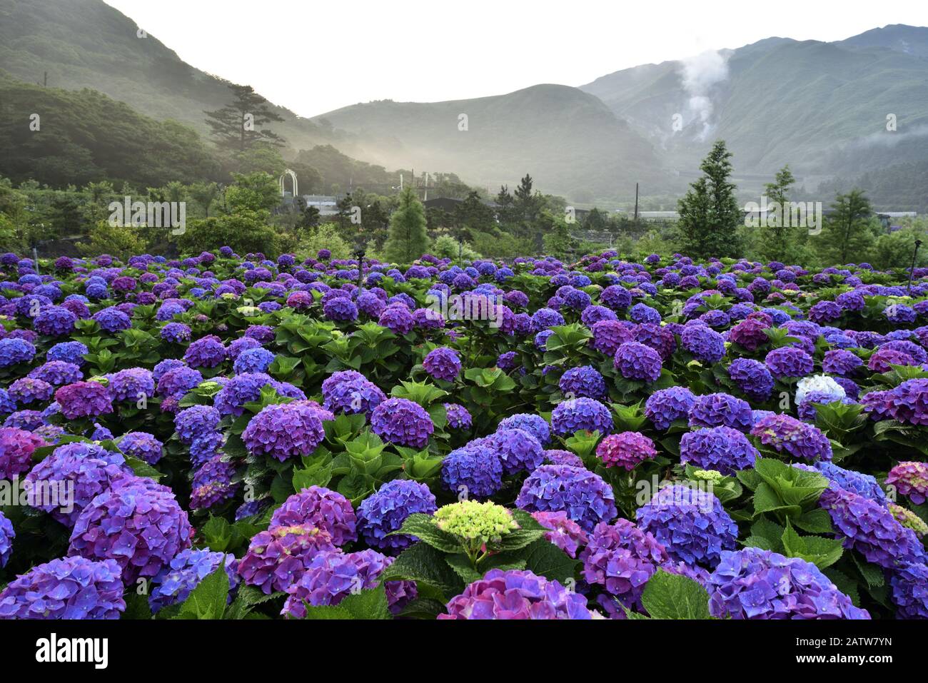 Hydrangea flower field in Beitou Stock Photo - Alamy