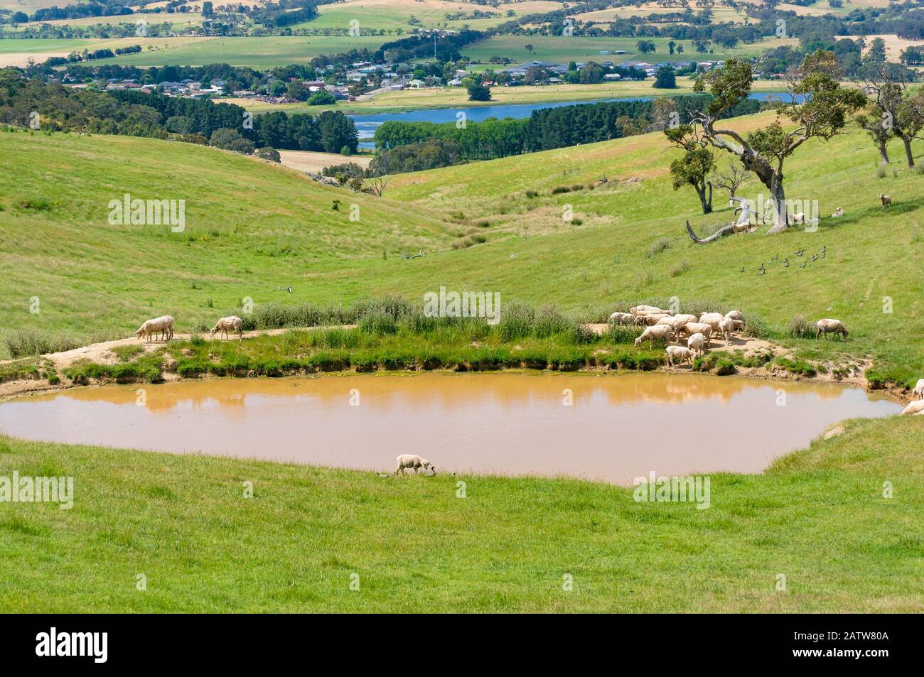 Sheep near the dam, lake nature background. Agriculture, rural ...