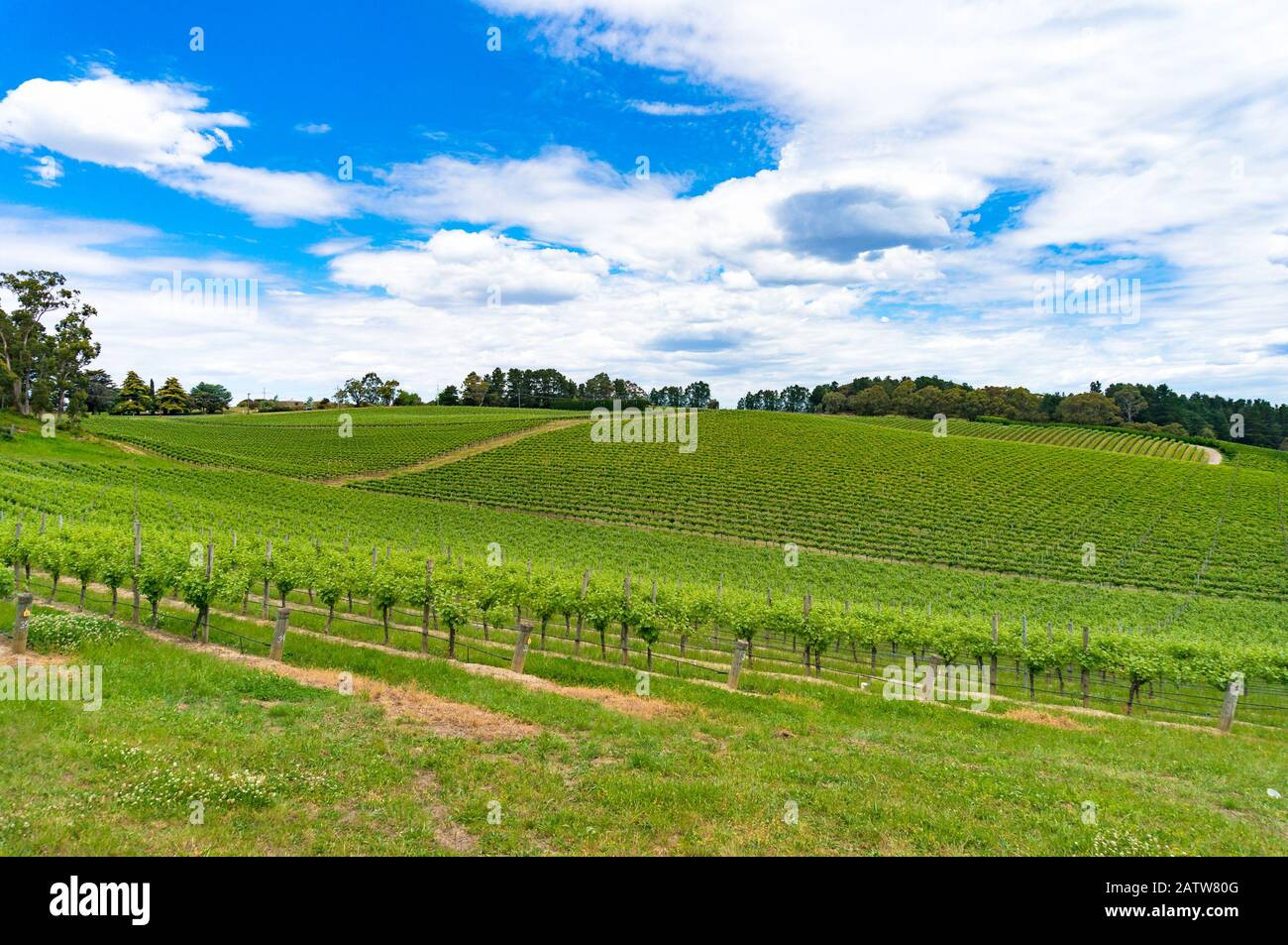 Panoramic landscape of vineyard with green grape vines on a hill ...