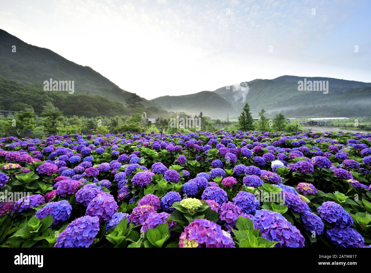 Hydrangea flower field in Beitou Stock Photo - Alamy