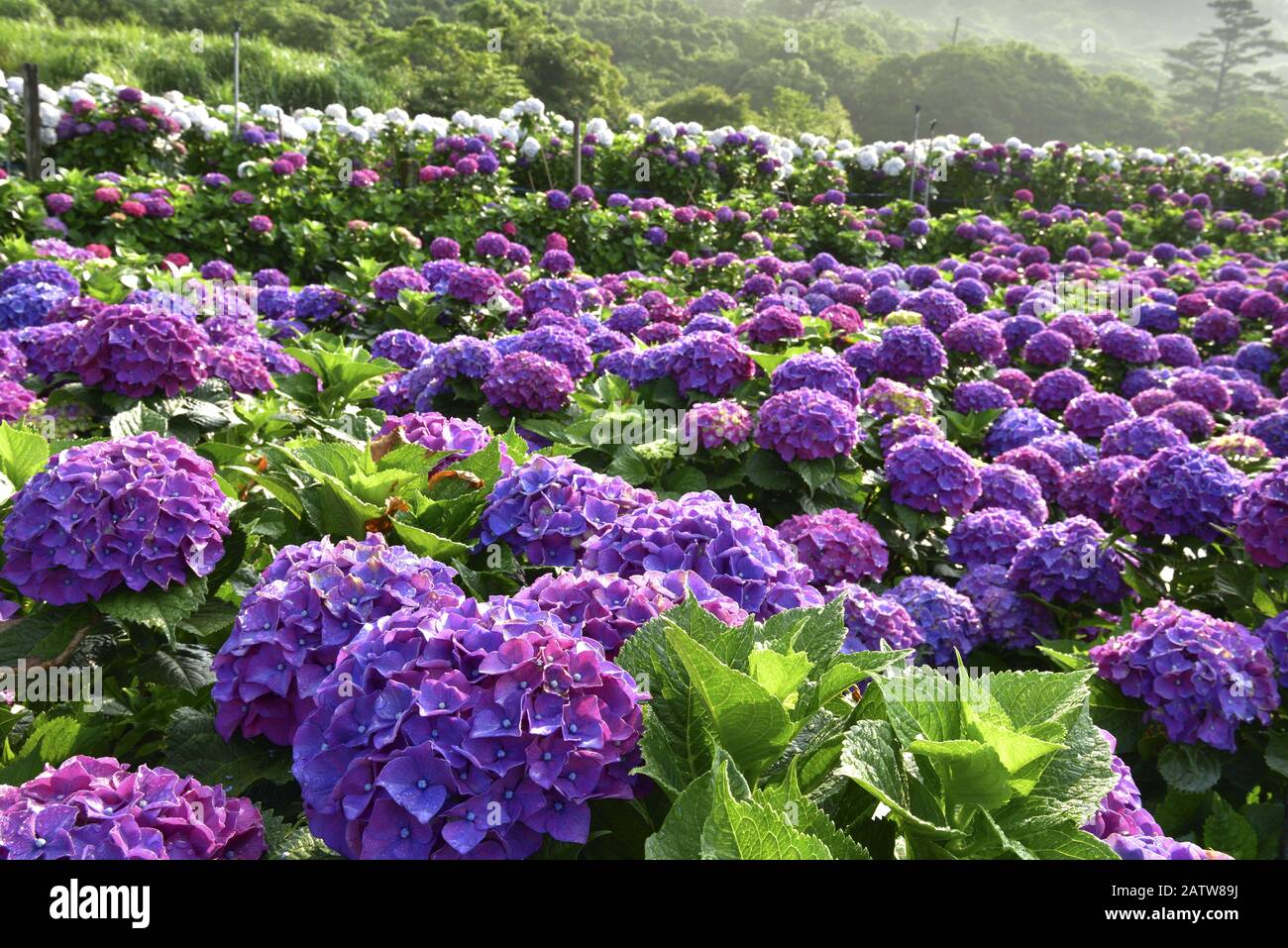 Hydrangea flower field in Beitou Stock Photo - Alamy