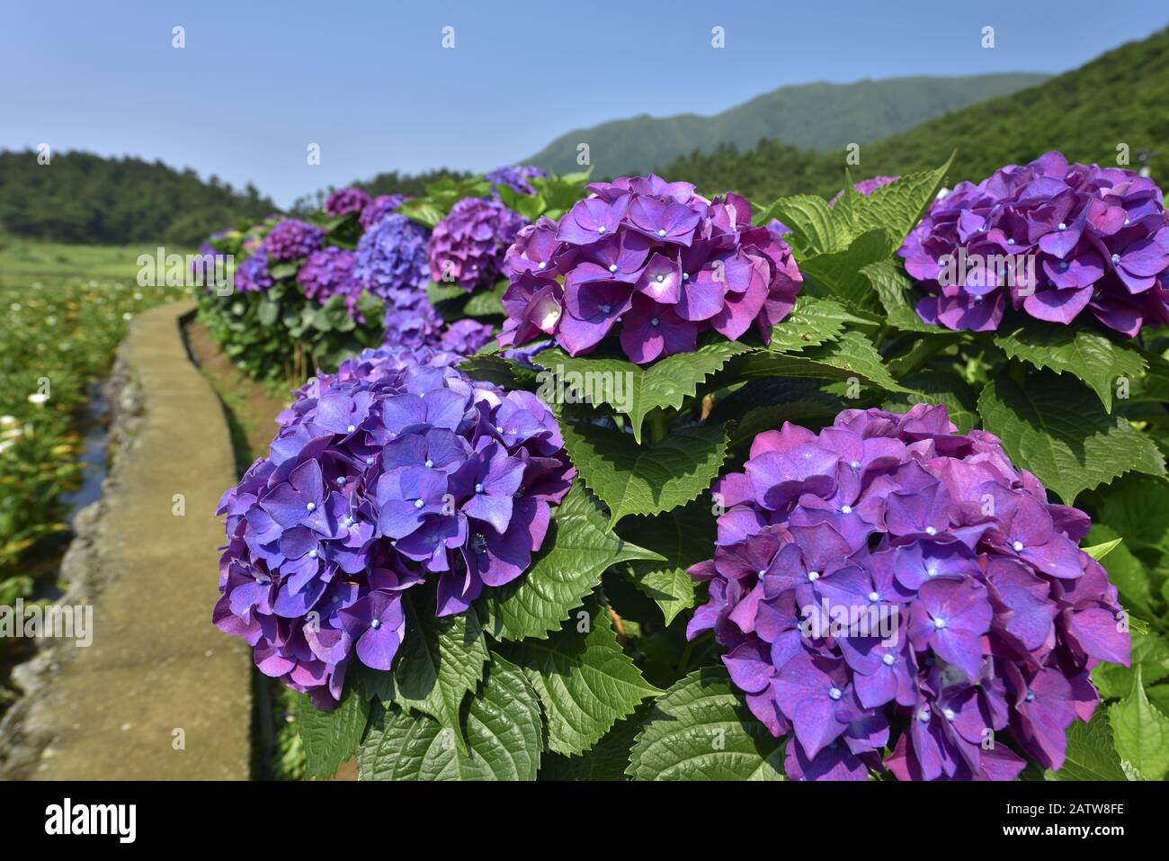 Hydrangea flower field in Beitou Stock Photo - Alamy