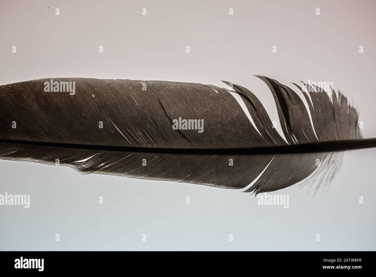 Pigeon feather at high magnification Stock Photo - Alamy