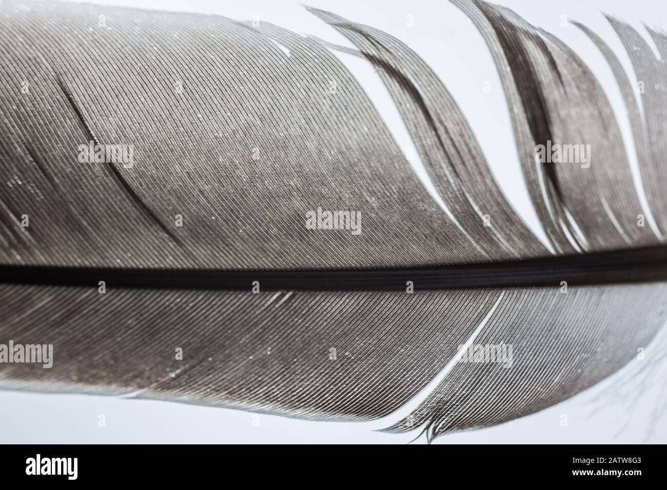 Pigeon feather at high magnification Stock Photo - Alamy
