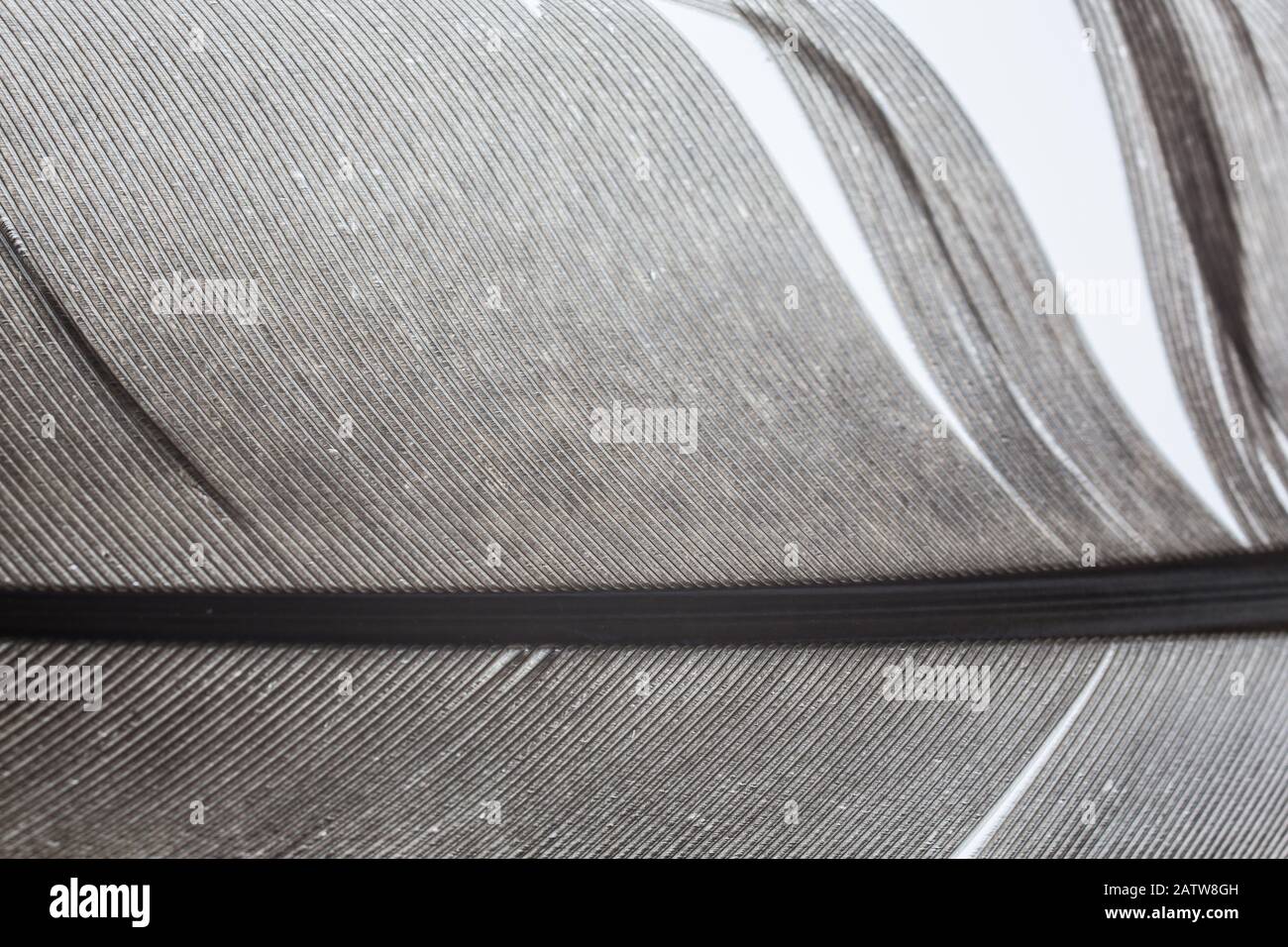 Pigeon feather at high magnification Stock Photo - Alamy