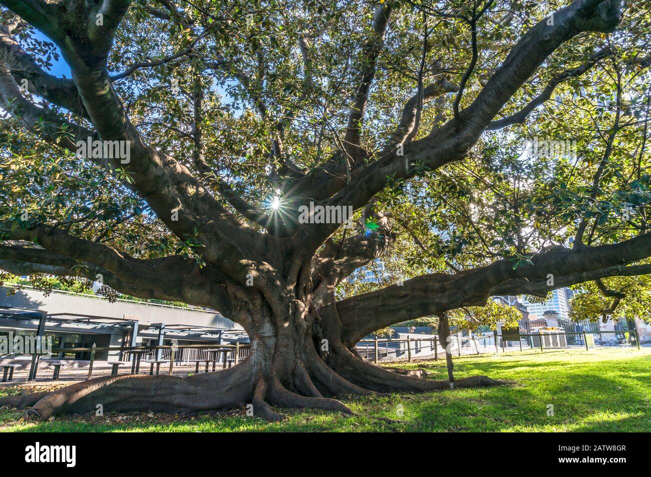 Ficus tree crown hi-res stock photography and images - Alamy