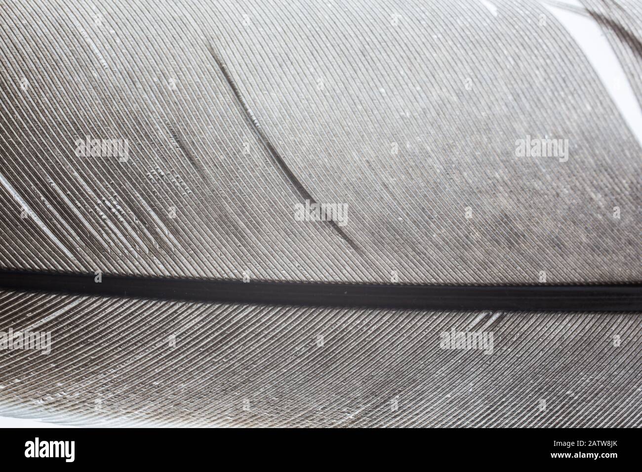 Pigeon feather at high magnification Stock Photo - Alamy