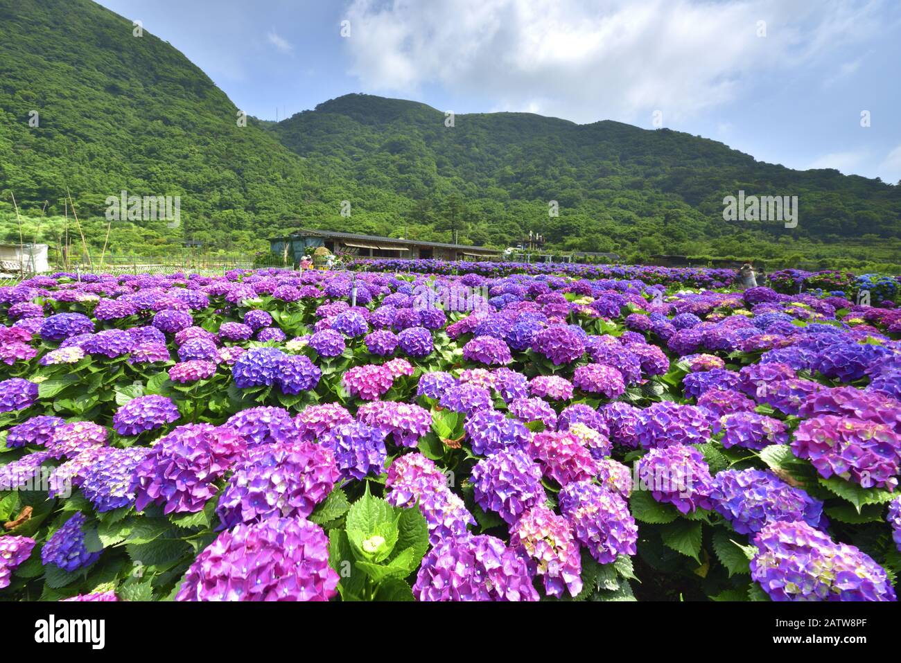 Hydrangea flower field in Beitou Stock Photo - Alamy