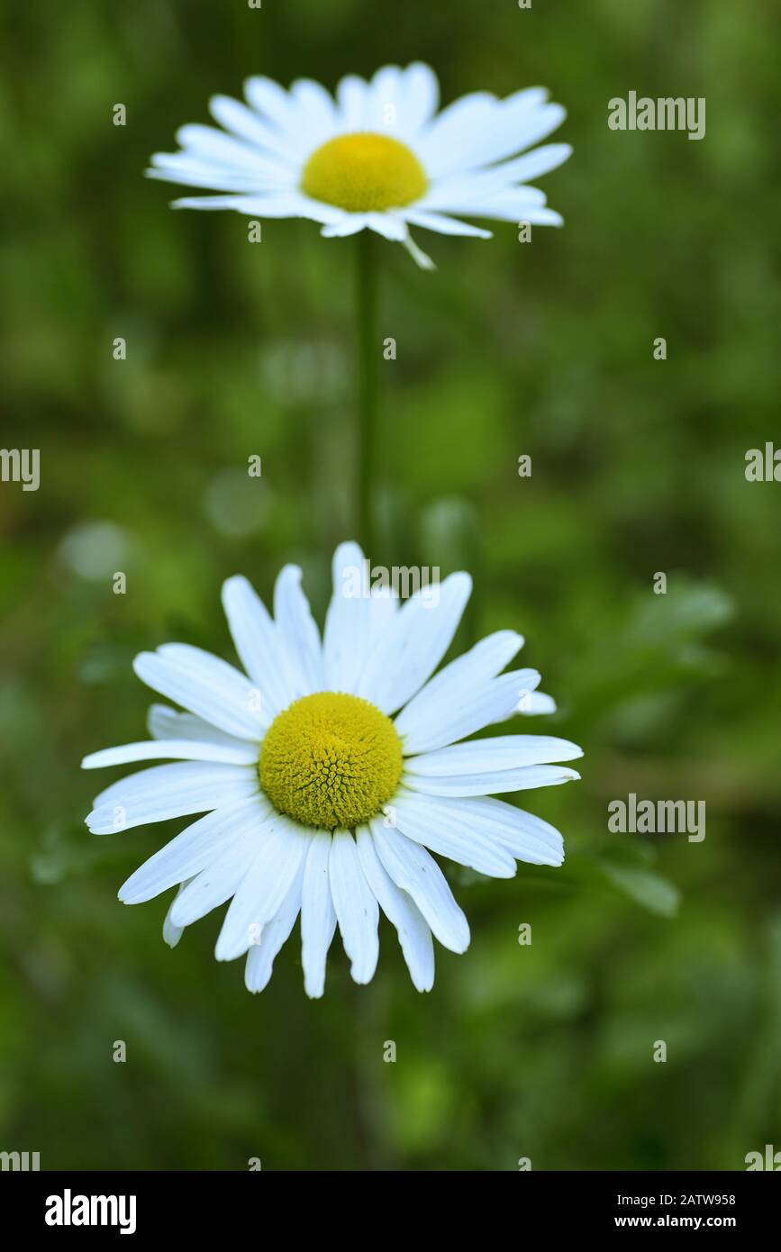 Close up of the French daisy Stock Photo - Alamy