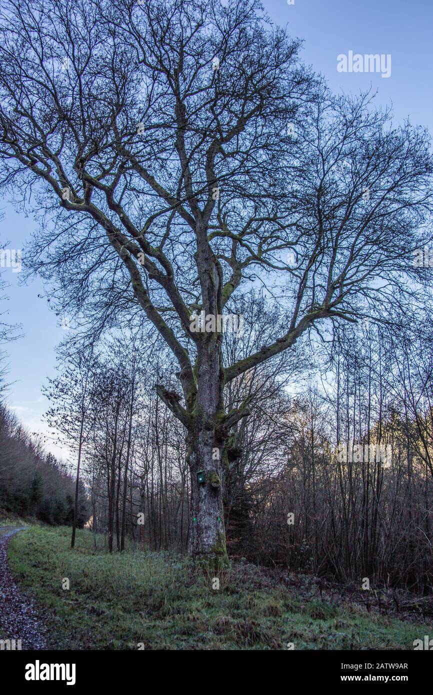 knotty oak in winter Stock Photo - Alamy